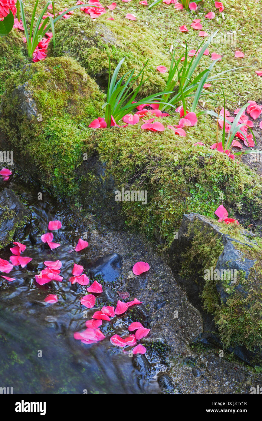 Fallen flower petals at the edge of a stream with mossy banks in the ...