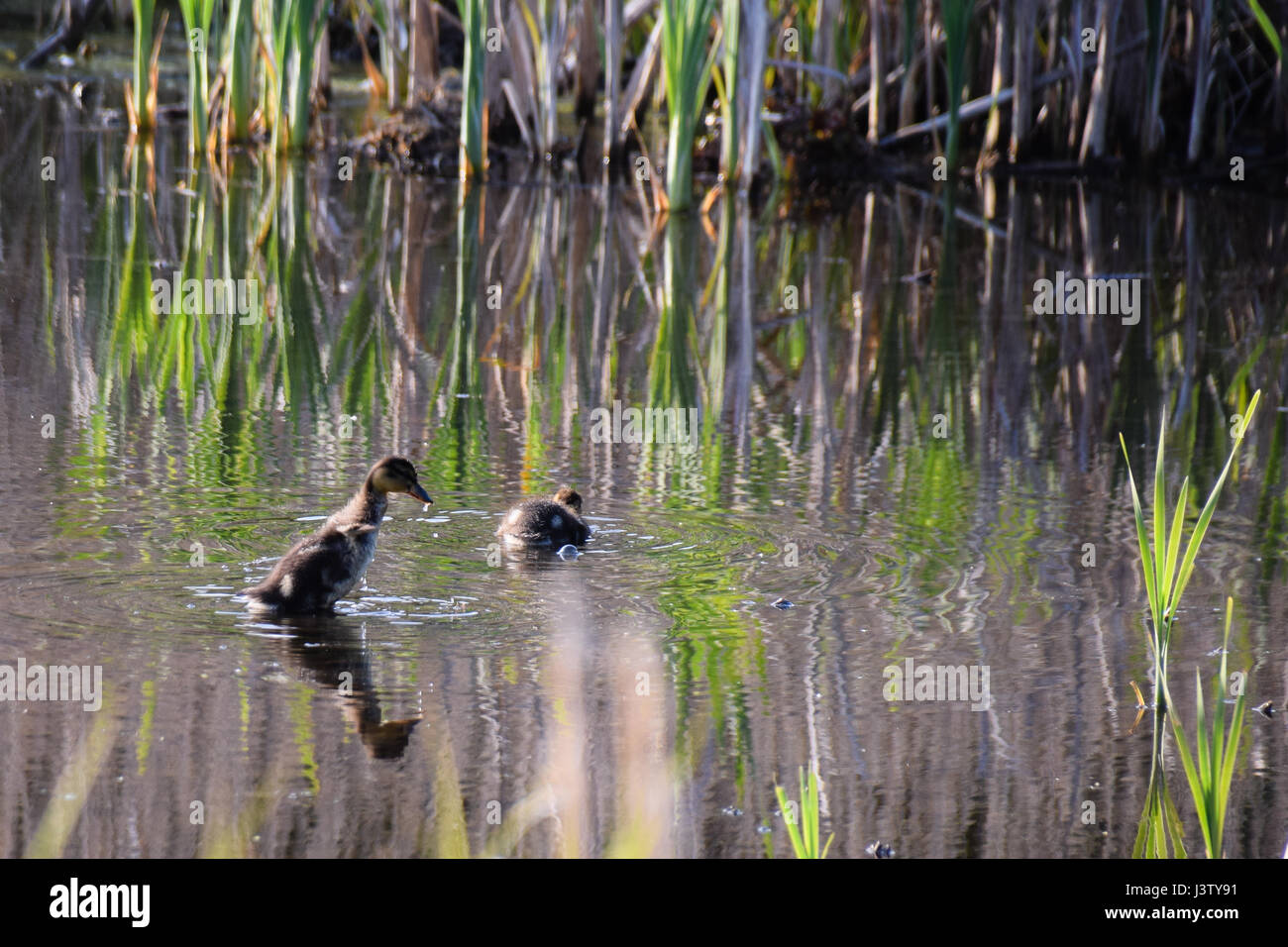 Young mallard ducklings flapping wings in shallow water at dusk sunset ...