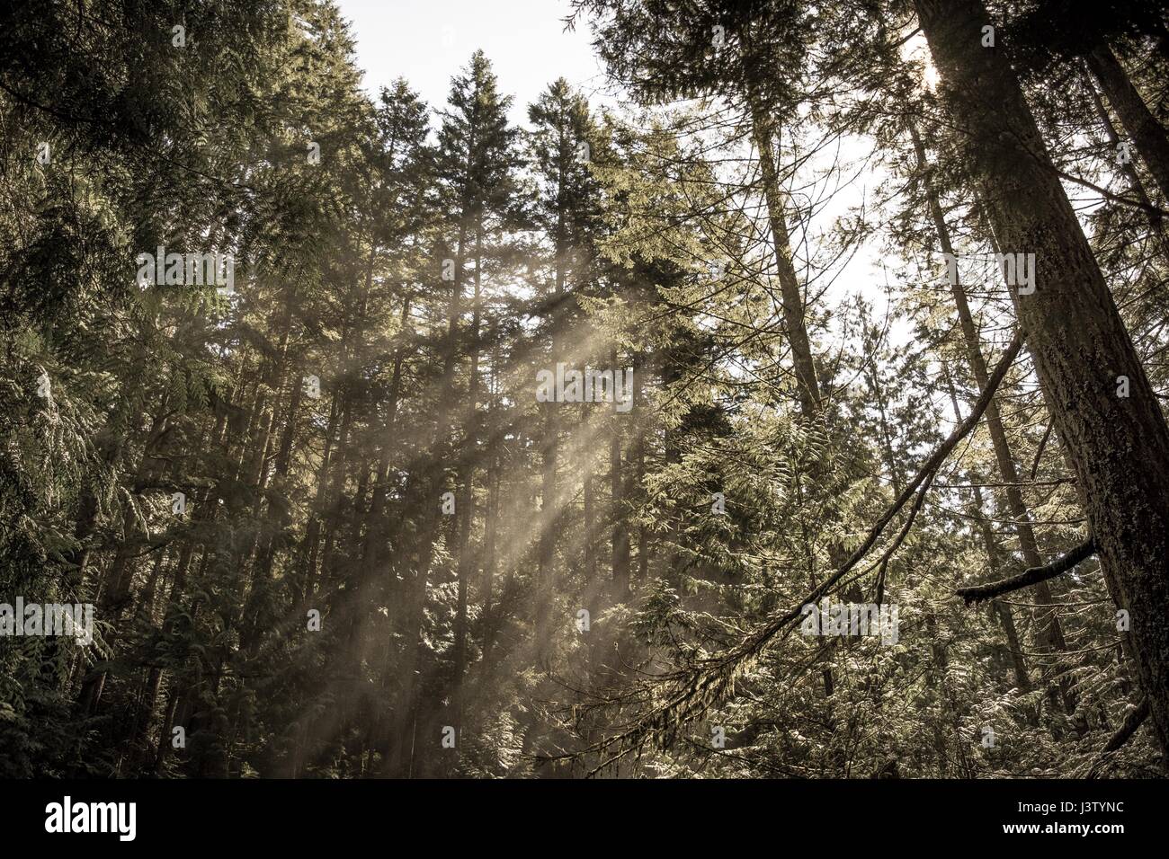 Light streaming through forest hi-res stock photography and images - Alamy