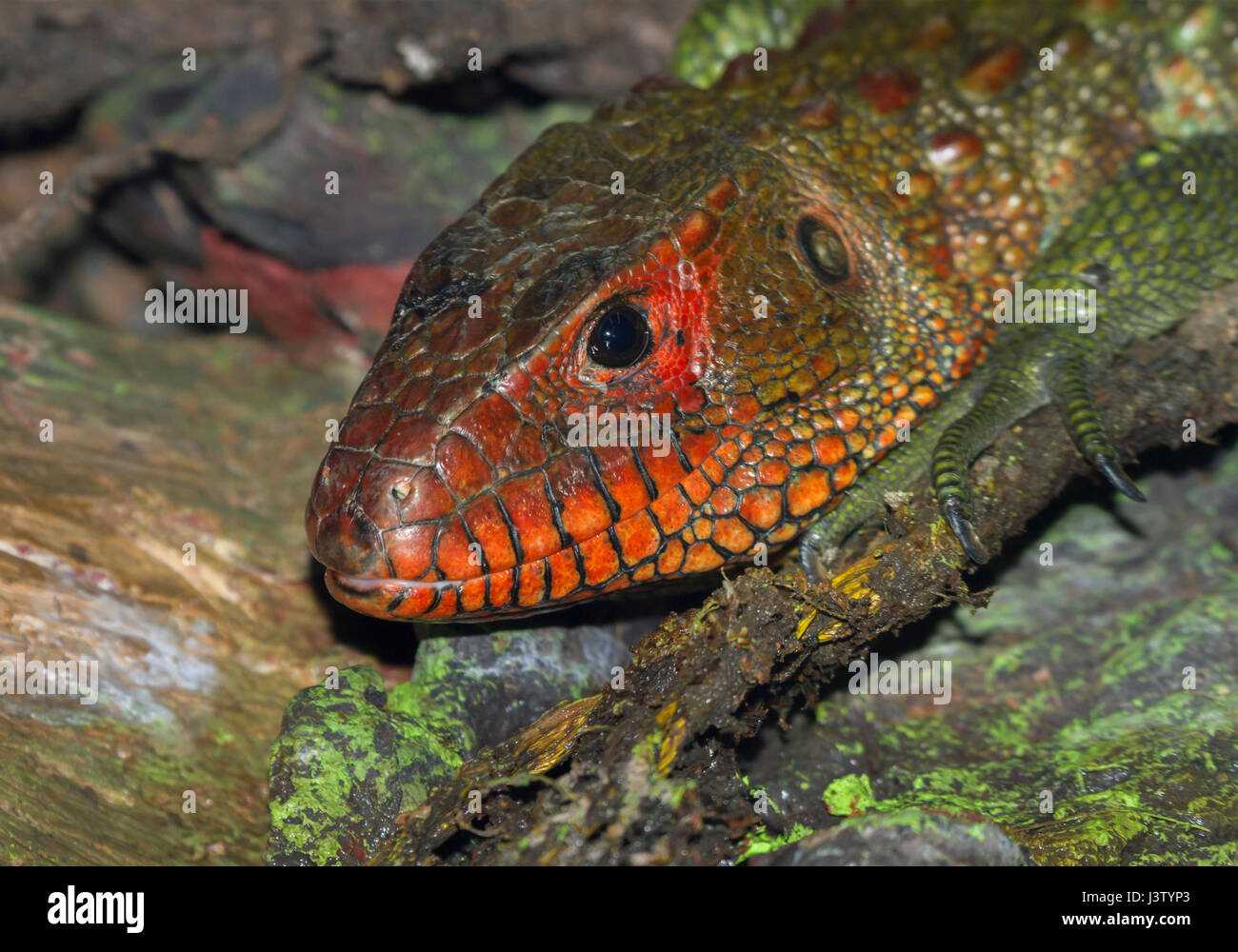Northern Caiman Lizard Stock Photo - Alamy
