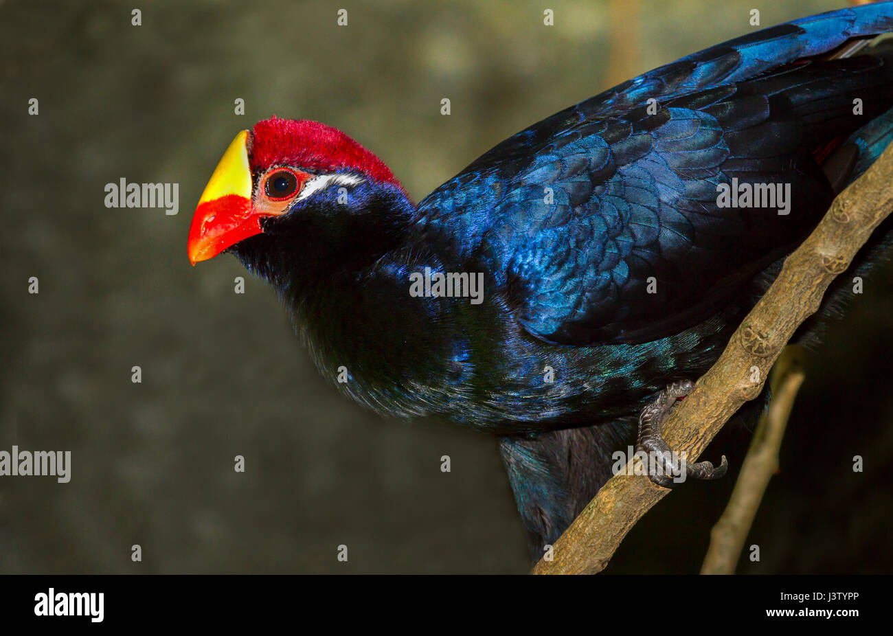 The violet turaco, also known as the violaceous plantain eater ...