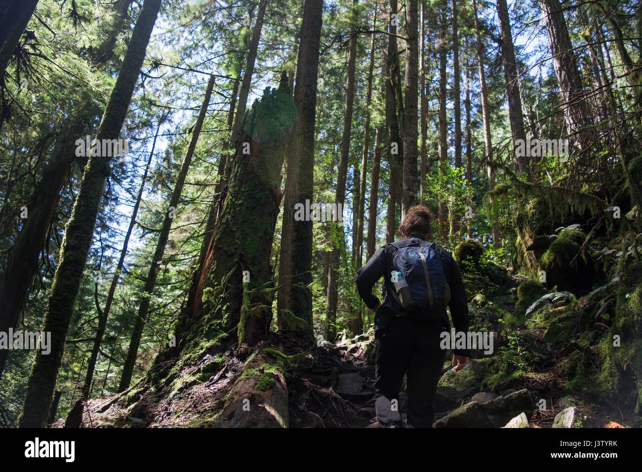 Explore forest trees hi-res stock photography and images - Alamy
