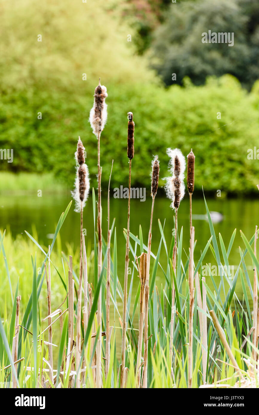 Typha latifolia reed bed hi-res stock photography and images - Alamy