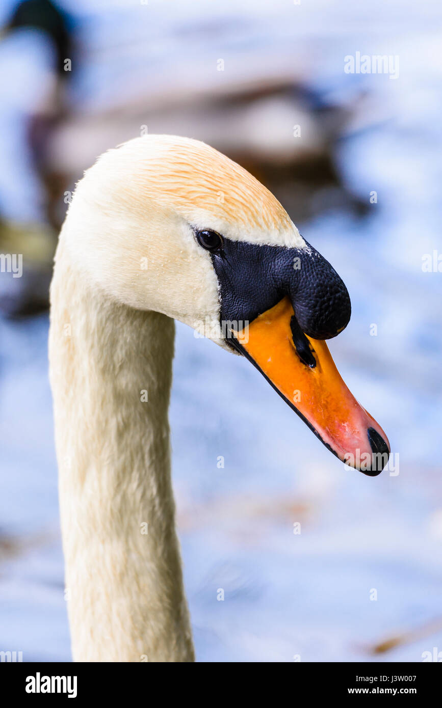 Swans On Pond High Resolution Stock Photography and Images - Alamy