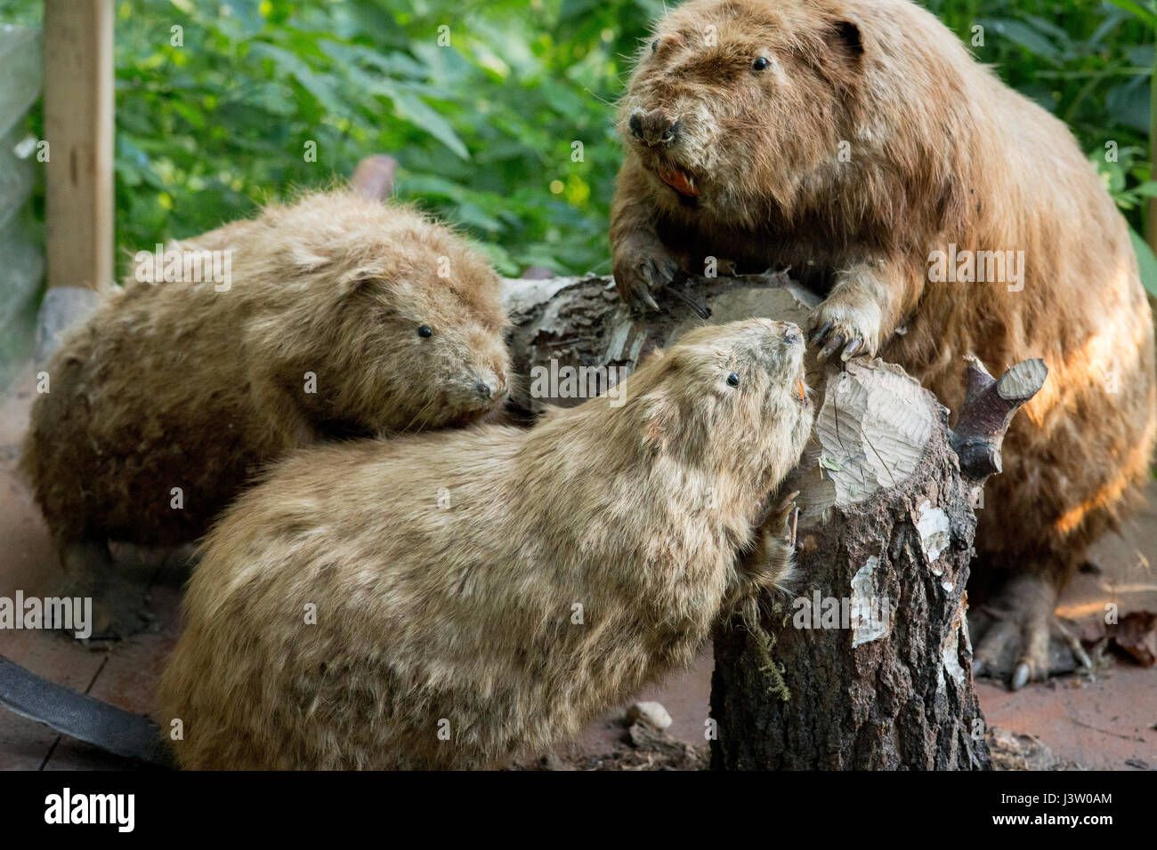 Beavers in green forest with tree Stock Photo - Alamy