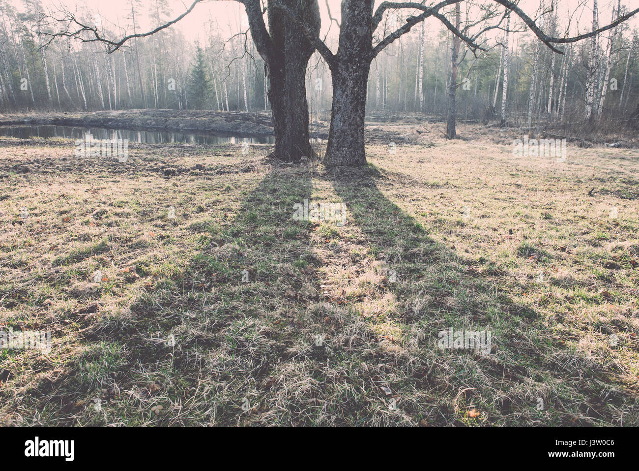 spring tree with shadows and bright sky in background - retro vintage ...