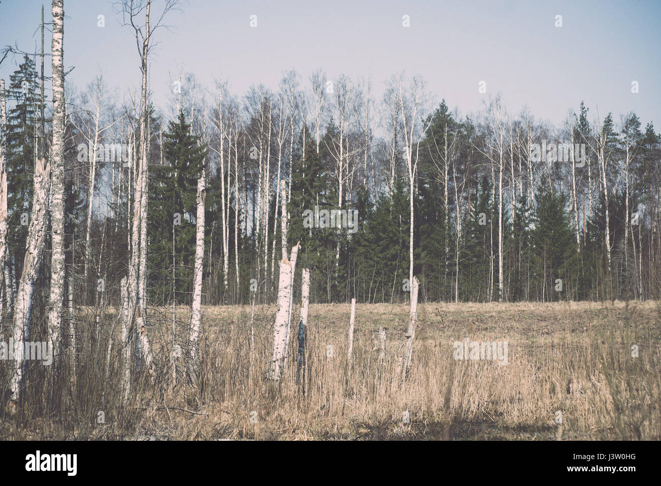 spring tree with shadows and bright sky in background - retro vintage ...