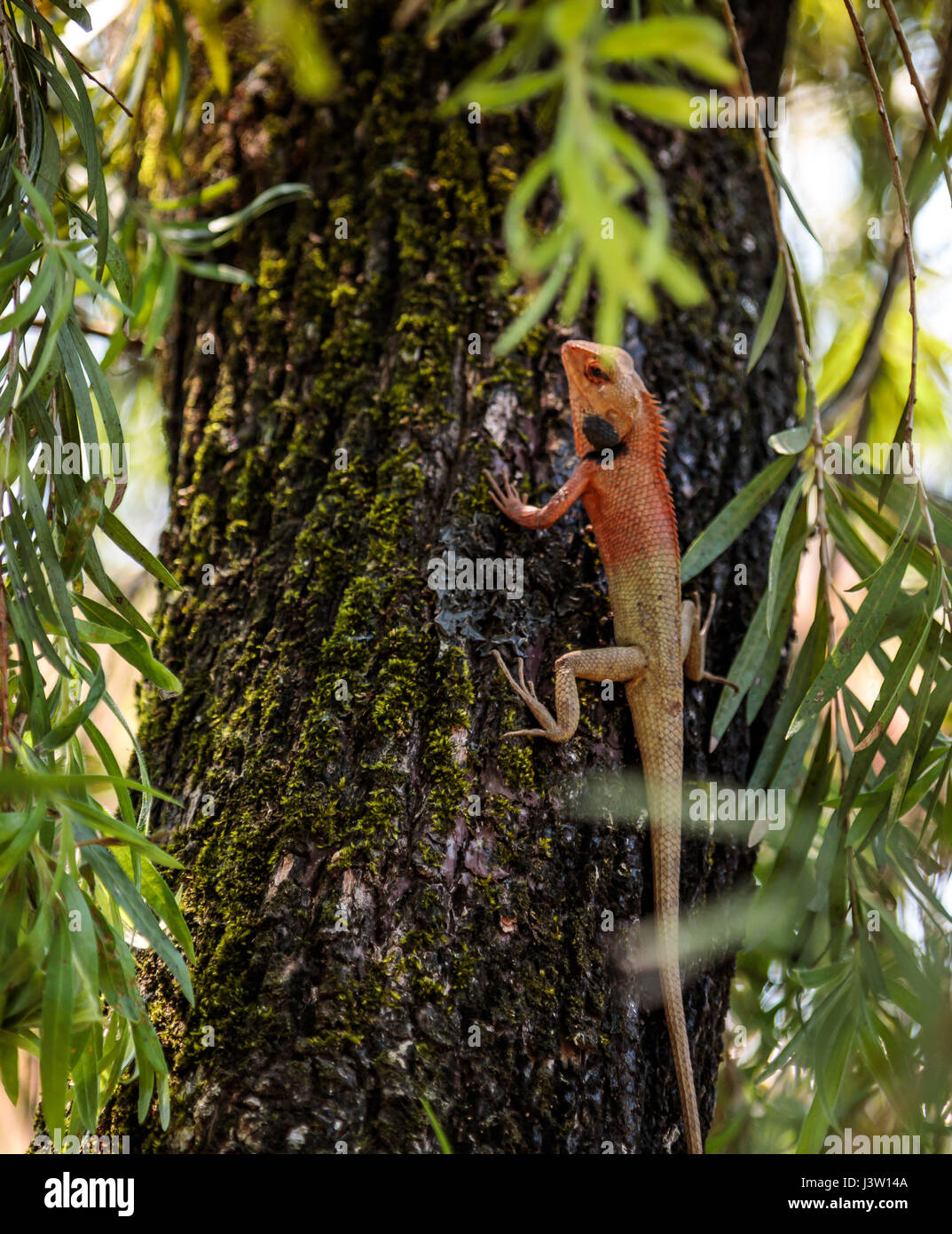 Lizard in Vietnam Stock Photo - Alamy