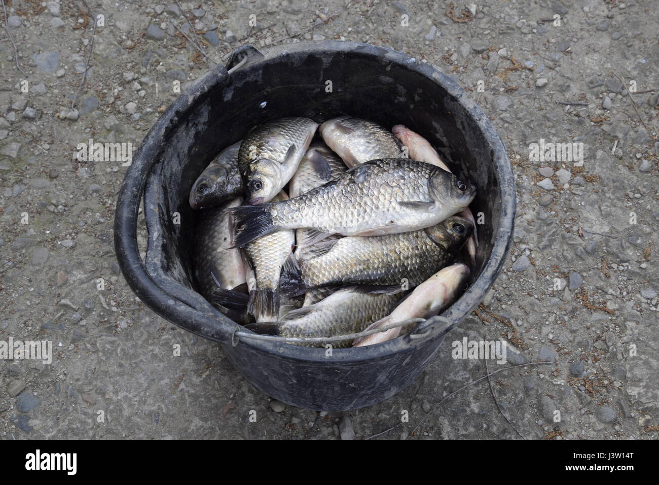 River fish in a plastic bucket. Fish catch. Carp and carp. Weed fish ...