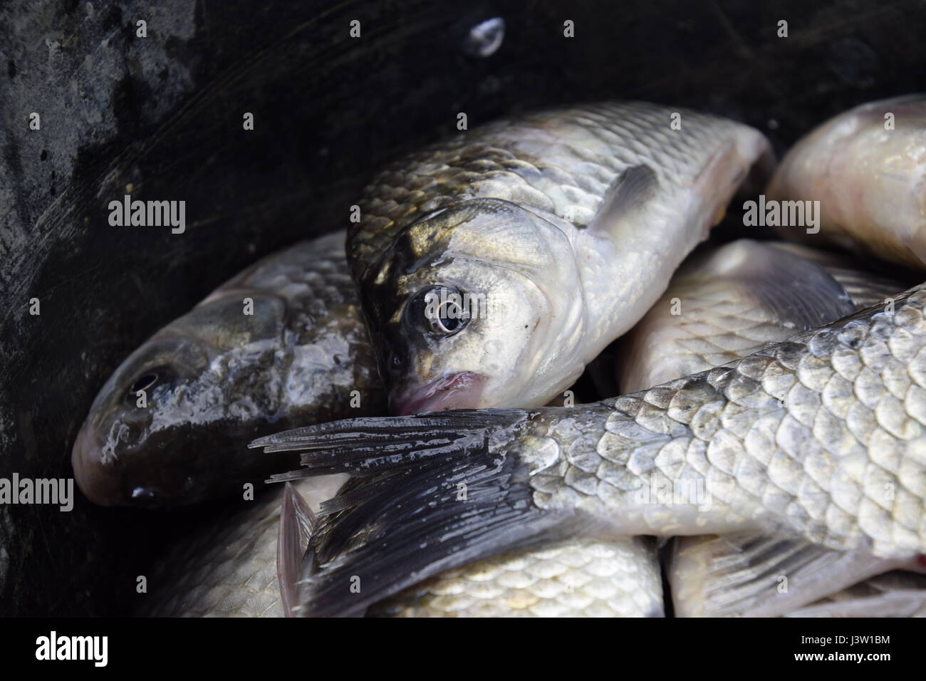 River fish macro photo. Fish catch. Carp and carp. Weed fish Stock ...