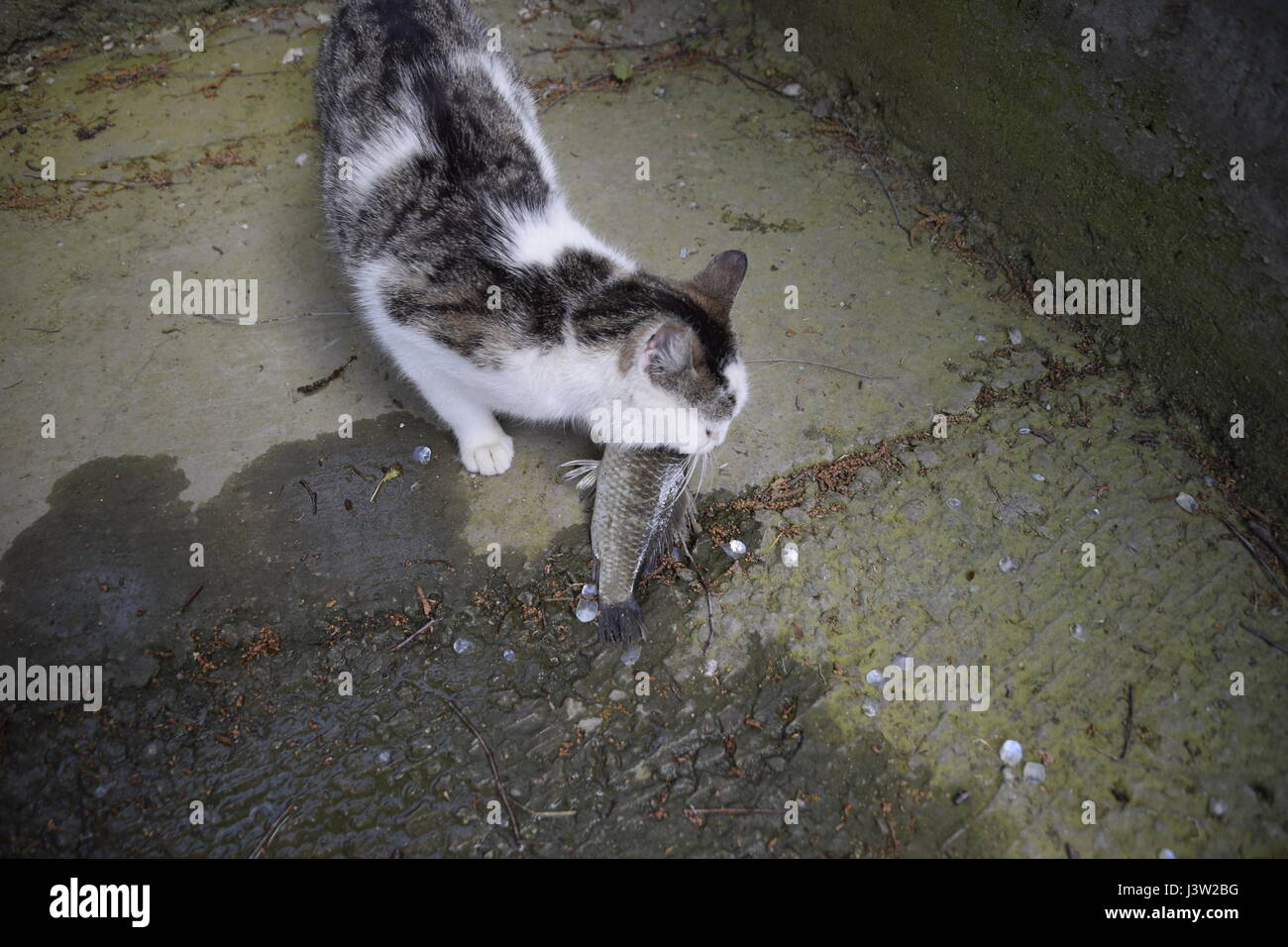The cat eats live fish. Fish catch. Feeding the cat with fish Stock ...