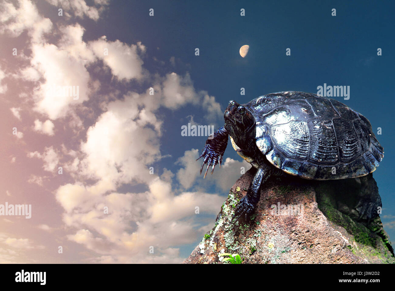 Japanese black tortoise still on stone with beautiful sky , clouds and ...