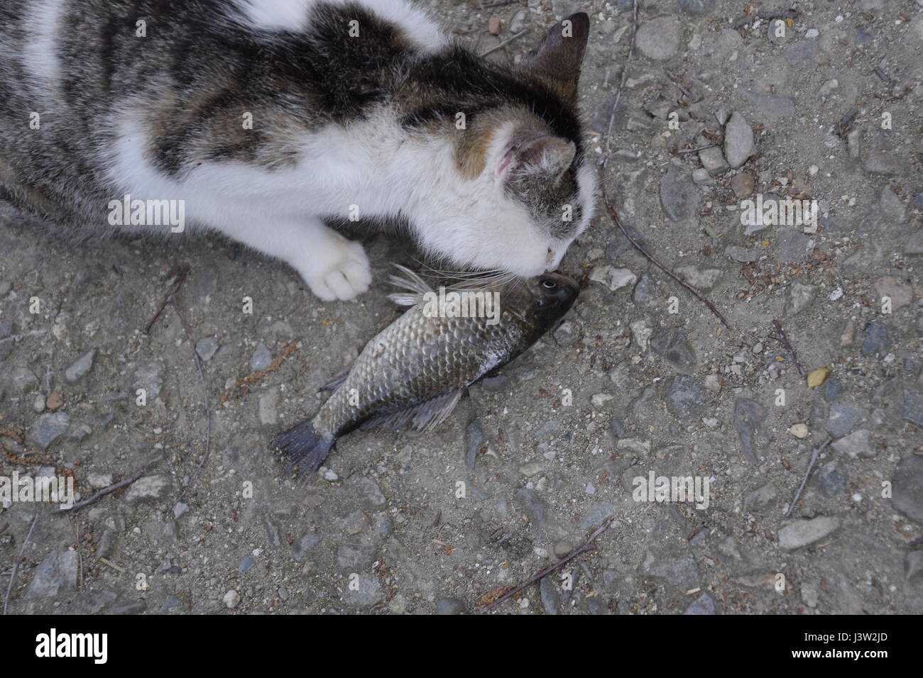 The cat eats live fish. Fish catch. Feeding the cat with fish Stock ...