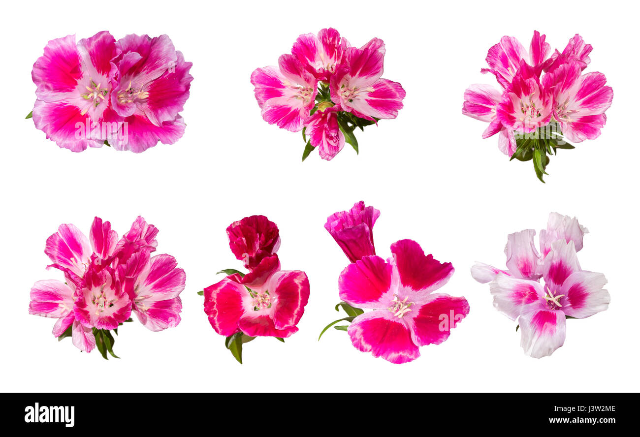 Set of godetia flower isolated. A branch of beautiful pink and purple ...