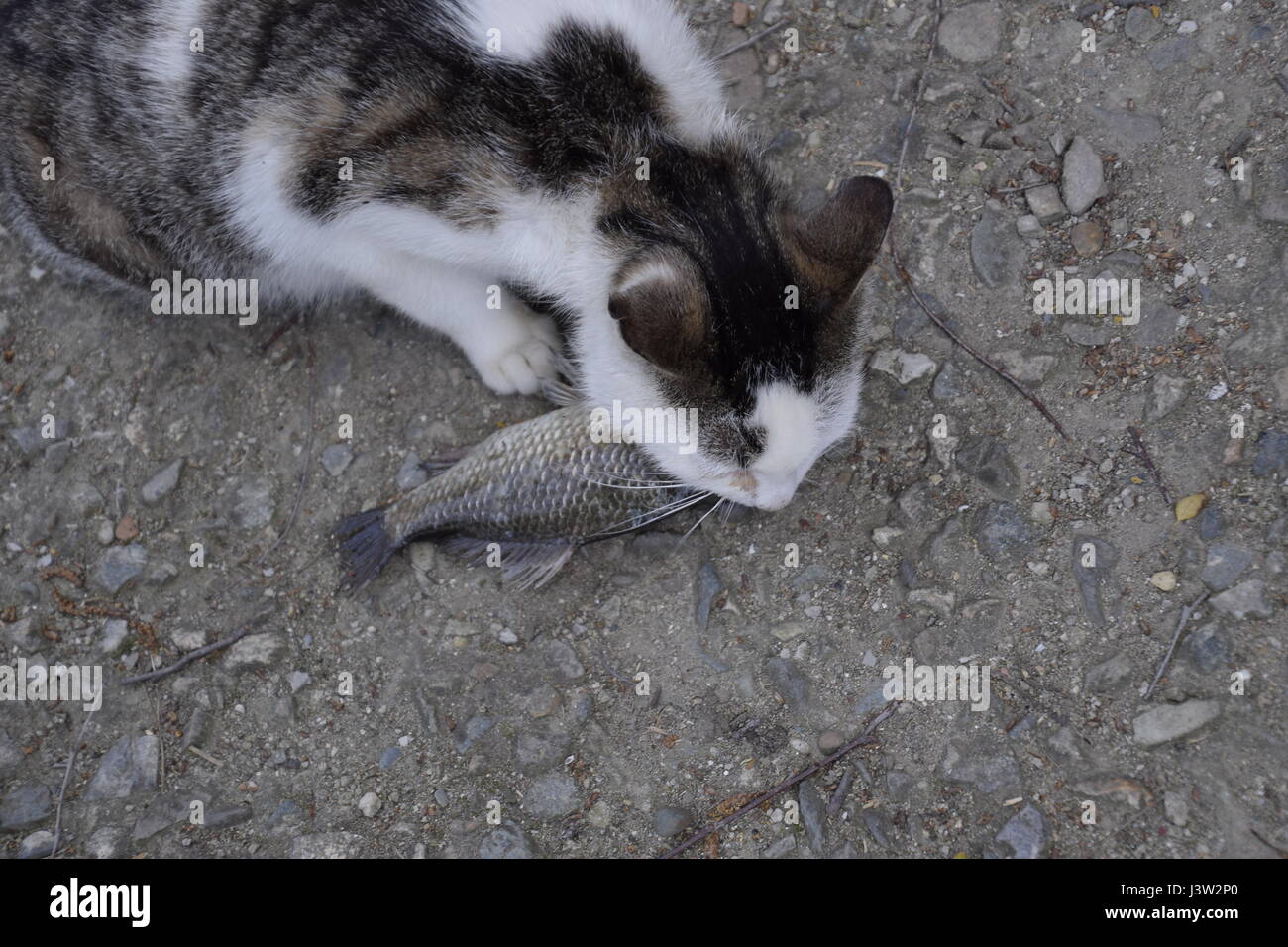 The cat eats live fish. Fish catch. Feeding the cat with fish Stock ...