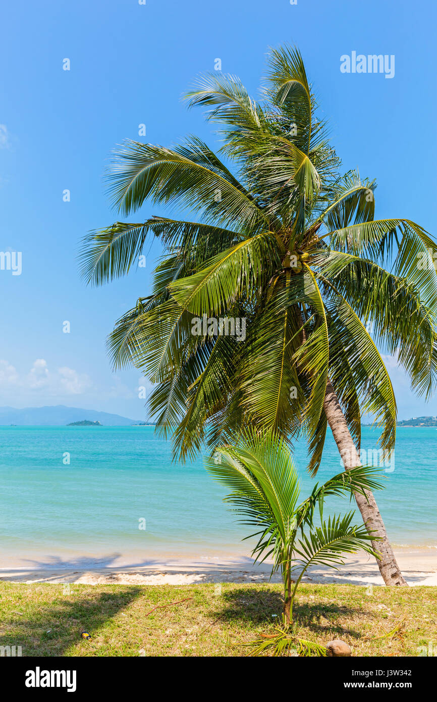 Empty beach and palm trees, Thailand, Samui Stock Photo - Alamy