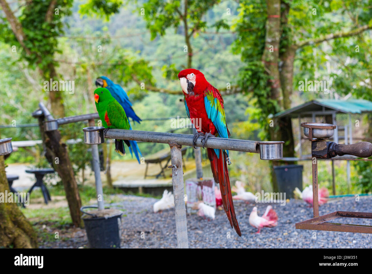 Beautiful red and blue macaw in zoo Stock Photo - Alamy
