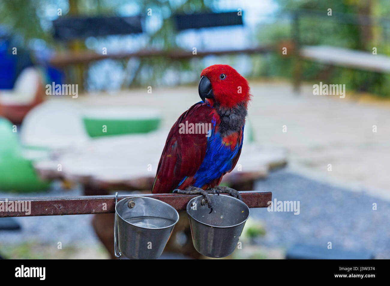 Beautiful red and blue macaw in zoo Stock Photo - Alamy