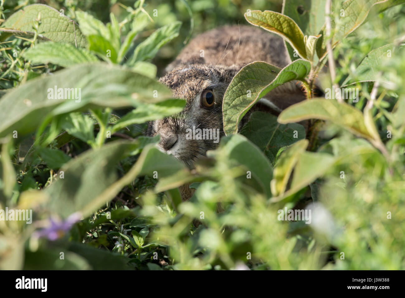 African rabbit hi-res stock photography and images - Alamy