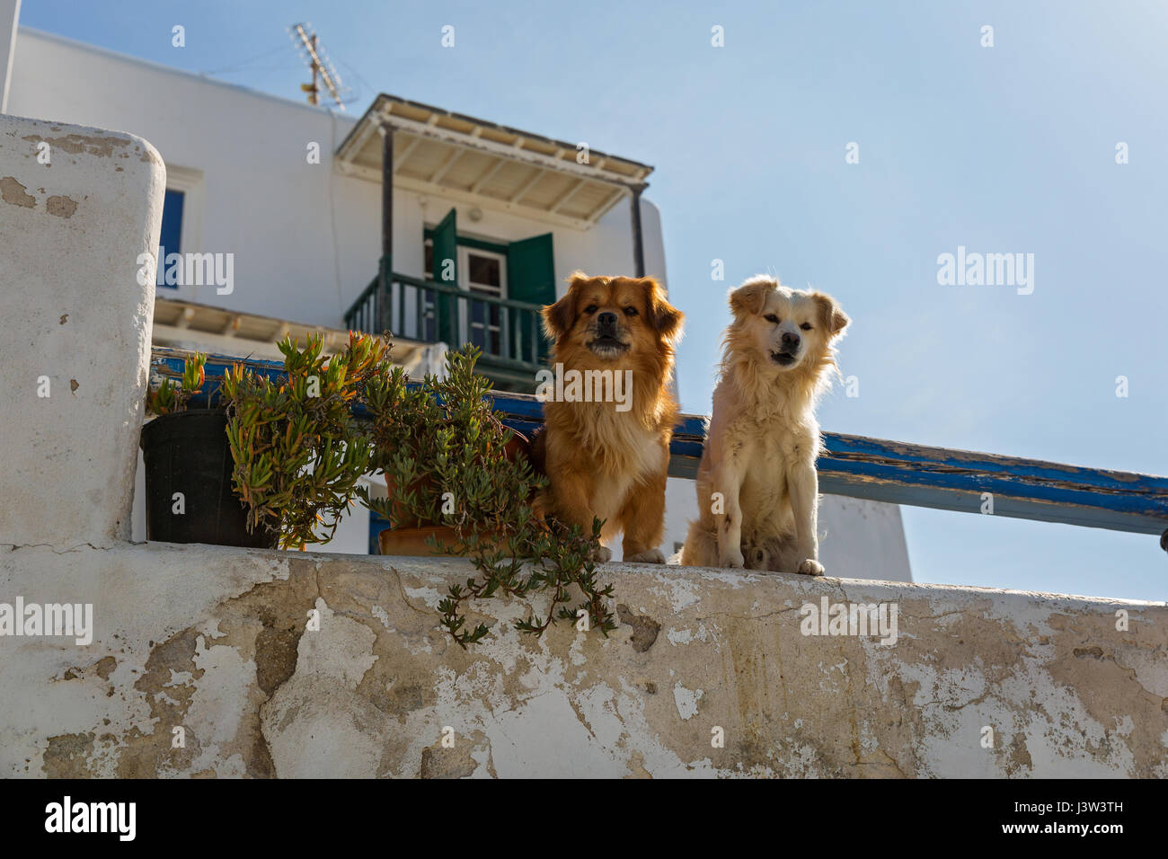 Two dogs in Greece guarding the house Stock Photo - Alamy