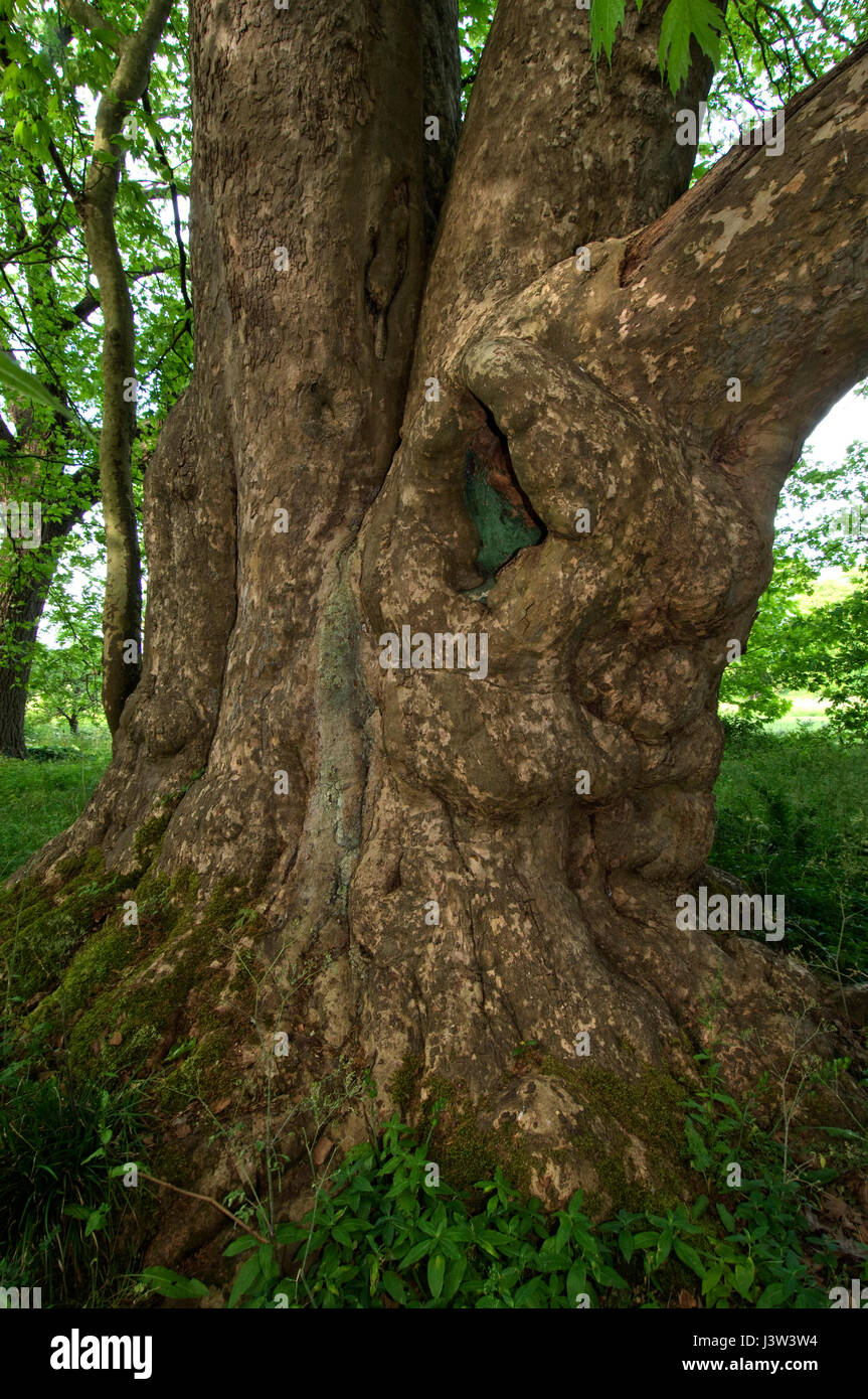The Oriental Plane tree at Corsham Court, Corsham, Wiltshire, UK Stock ...