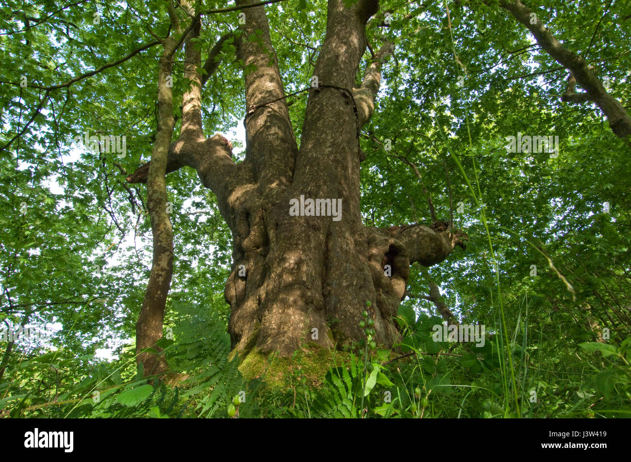 The Oriental Plane tree at Corsham Court, Corsham, Wiltshire, UK Stock ...