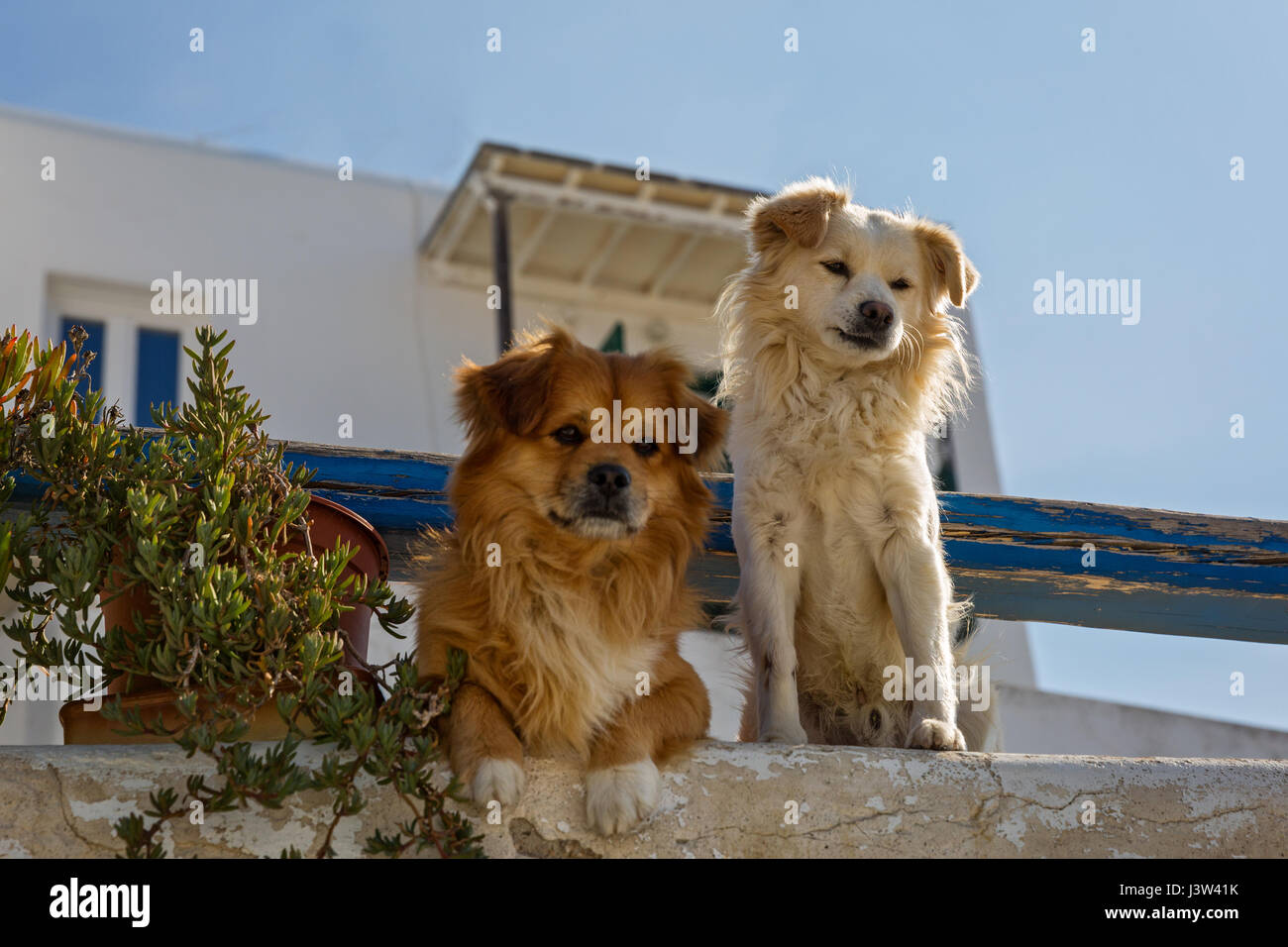 Two dogs in Greece guarding the house Stock Photo - Alamy