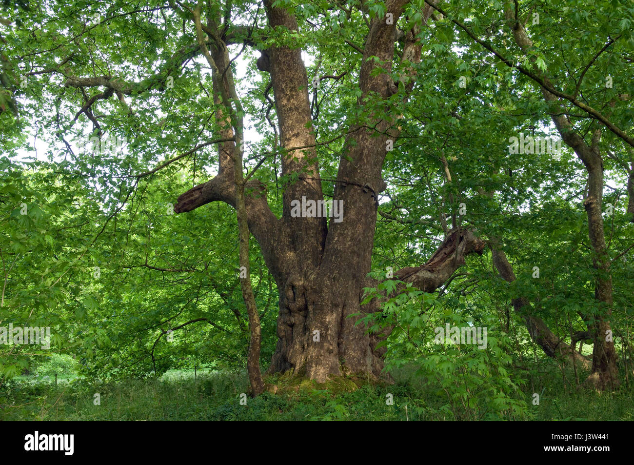 The Oriental Plane tree at Corsham Court, Corsham, Wiltshire, UK Stock ...