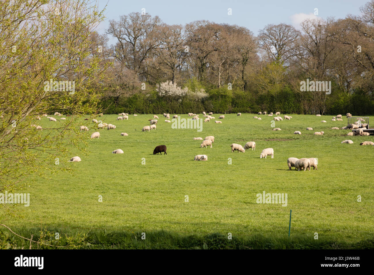A black sheep stands out amongst the flock Stock Photo - Alamy