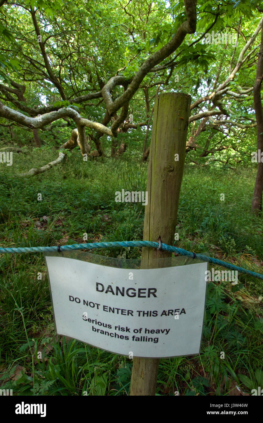 The Oriental Plane tree at Corsham Court, Corsham, Wiltshire, UK Stock ...