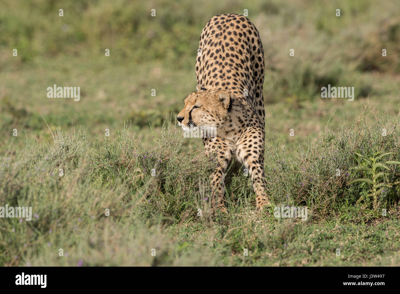 Cheetah stretching hi-res stock photography and images - Alamy