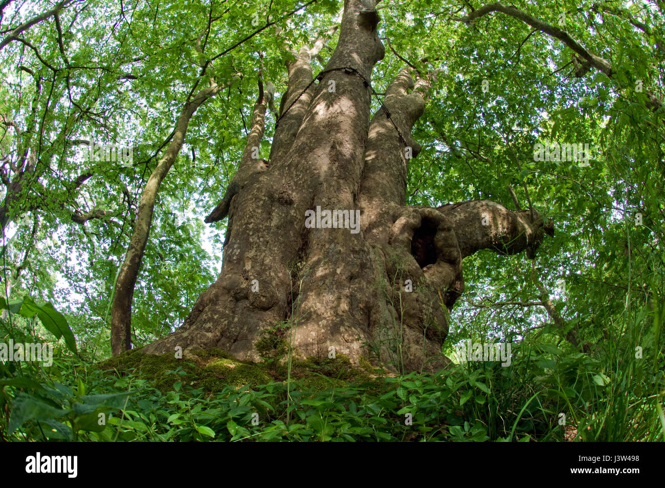 Oriental plane tree hi-res stock photography and images - Alamy
