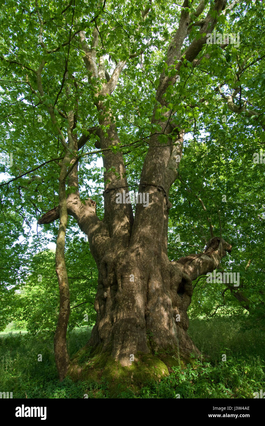 The Oriental Plane tree at Corsham Court, Corsham, Wiltshire, UK Stock ...