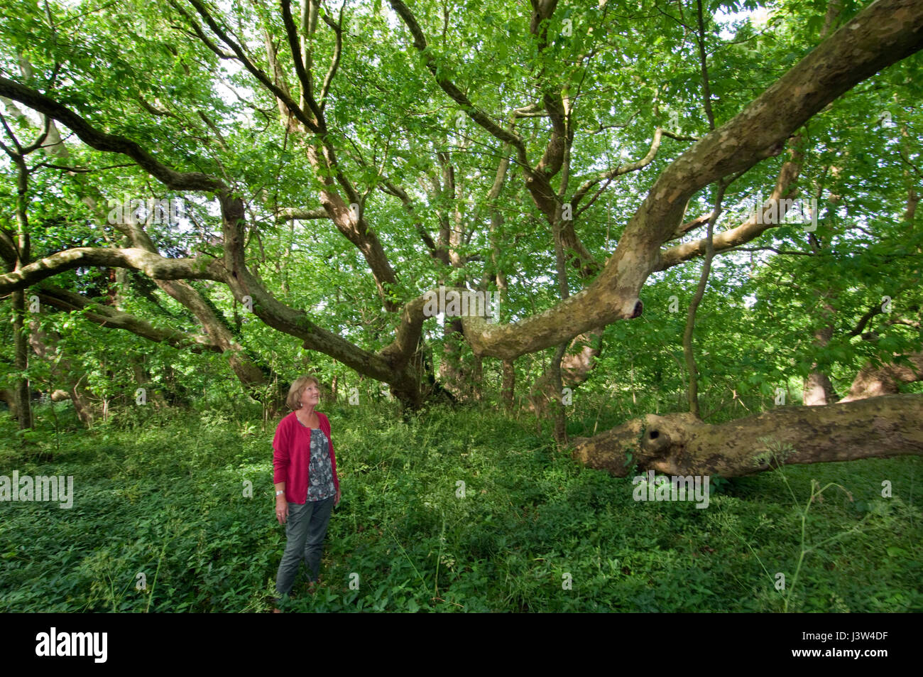 The Oriental Plane tree at Corsham Court, Corsham, Wiltshire, UK Stock ...