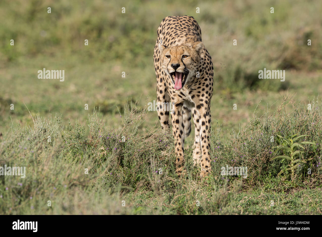 Yawning and stretching by animals hi-res stock photography and images ...