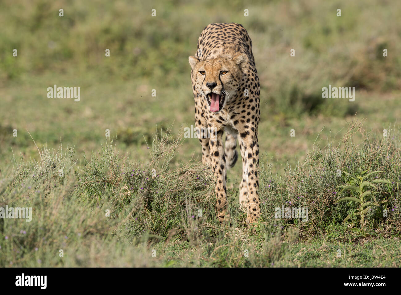 Cheetah Yawning, Tanzania Stock Photo - Alamy