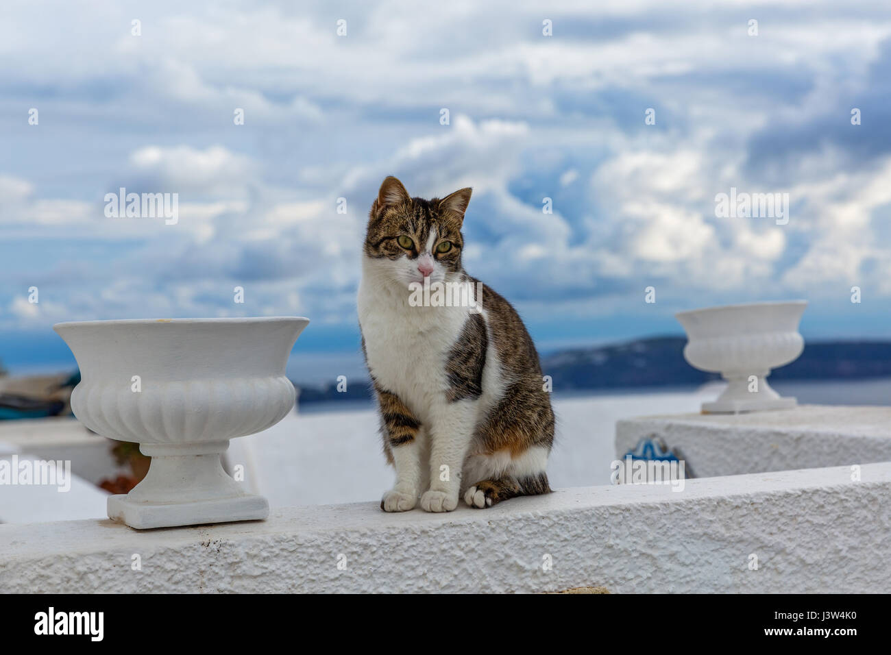 Serious Greek cat sitting on the wall Stock Photo - Alamy