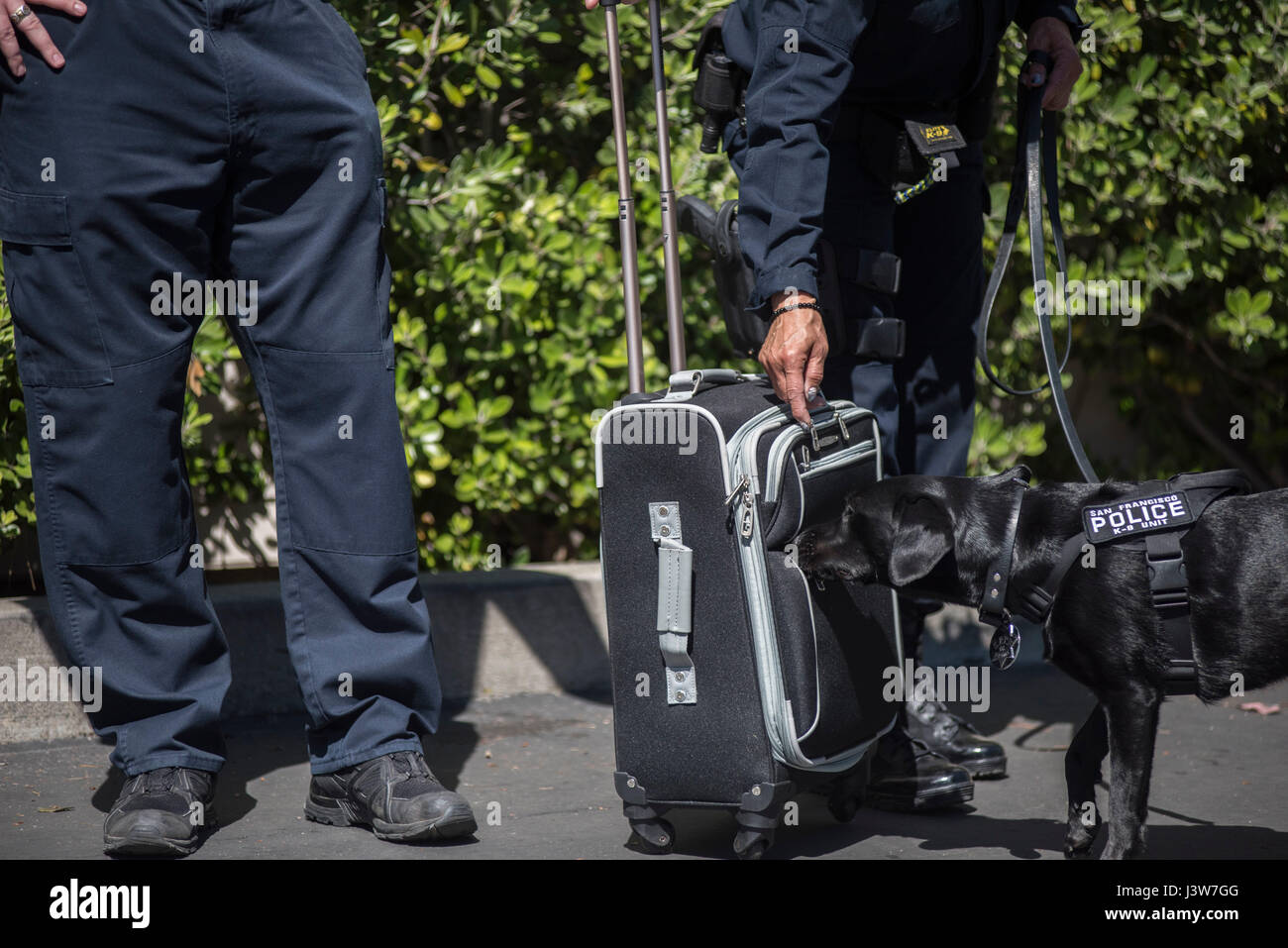Explosive-detection K-9 teams from federal, state, and local agencies ...