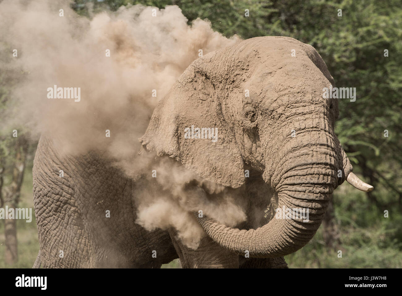 Elephants dusting hi-res stock photography and images - Alamy