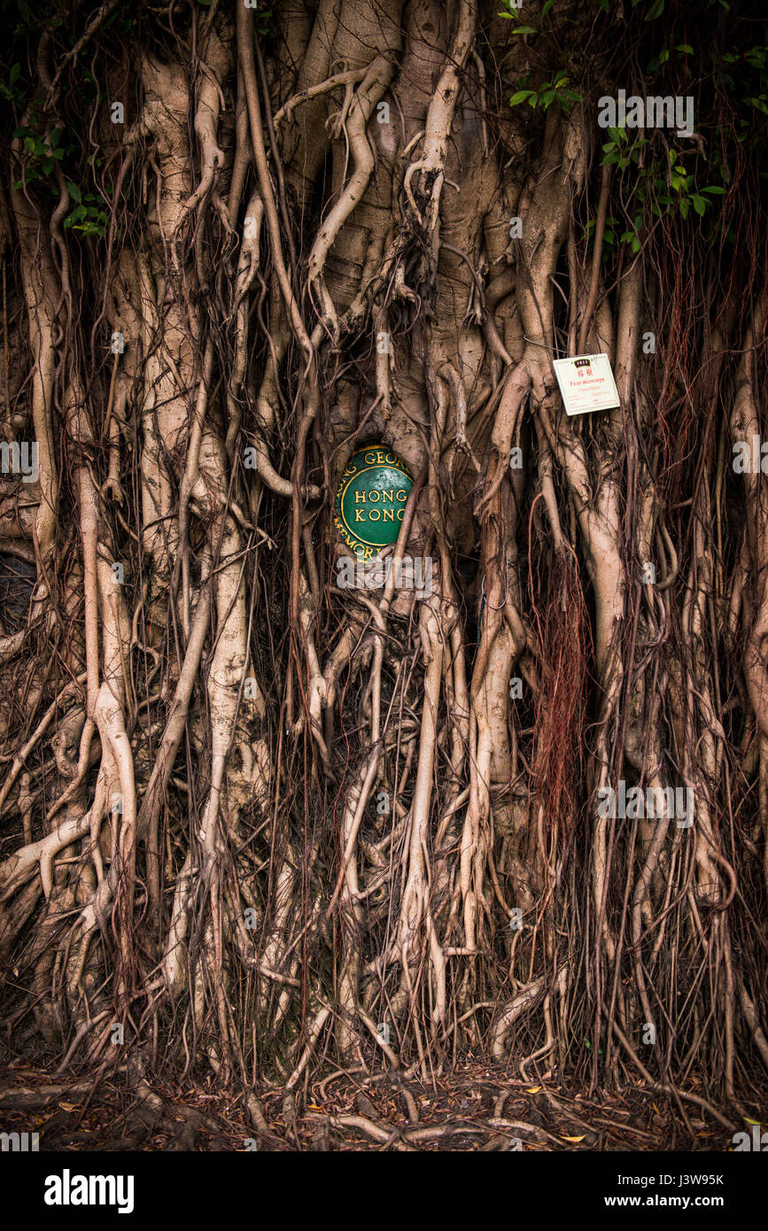 Banyan Tree Hong Kong High Resolution Stock Photography and Images - Alamy
