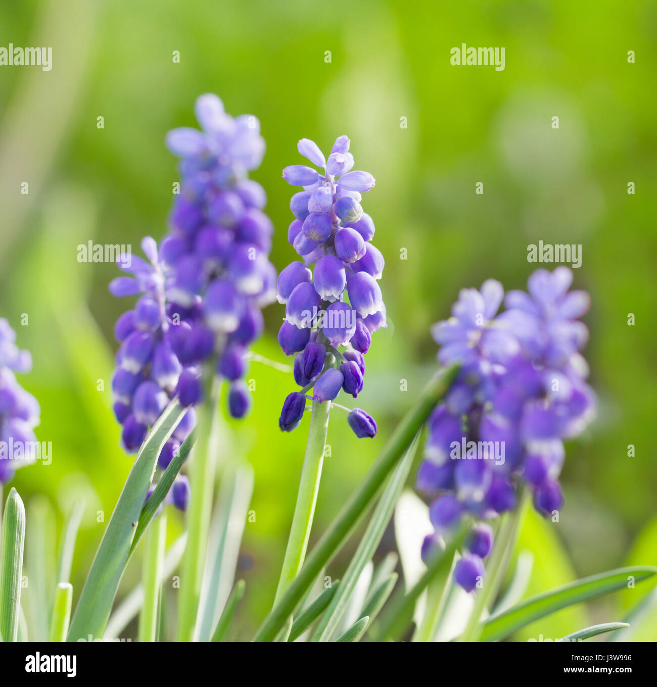 Muscan hi-res stock photography and images - Alamy