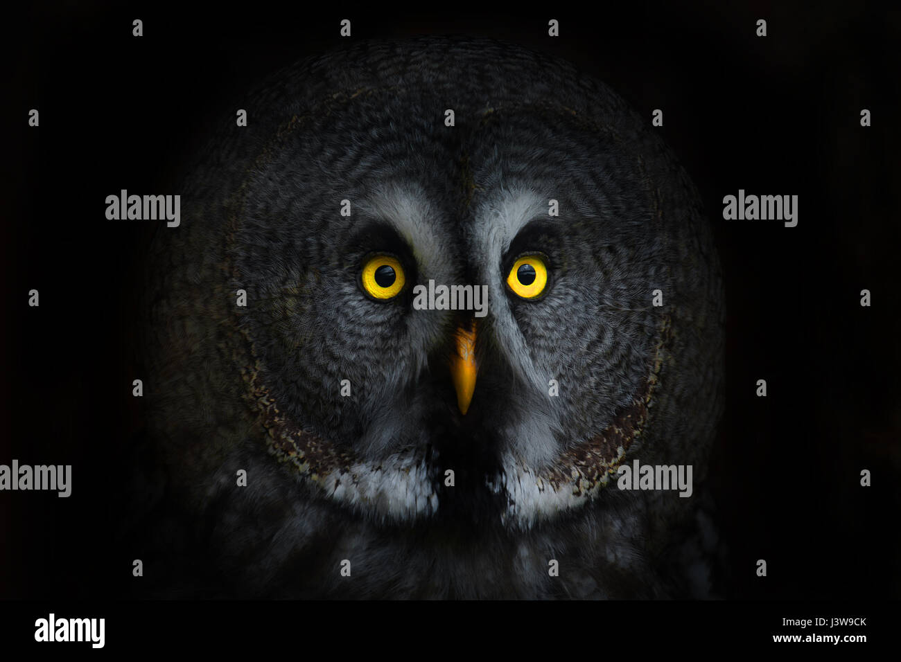Nocturnal animals zoo night hi-res stock photography and images - Alamy