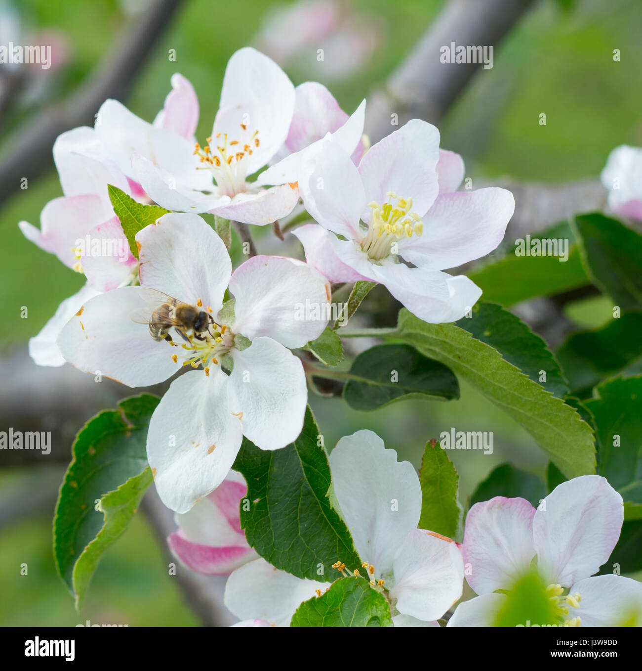 Apple from tree hi-res stock photography and images - Alamy