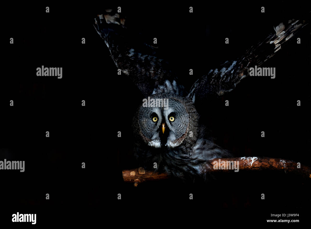 Nocturnal animals zoo night hi-res stock photography and images - Alamy