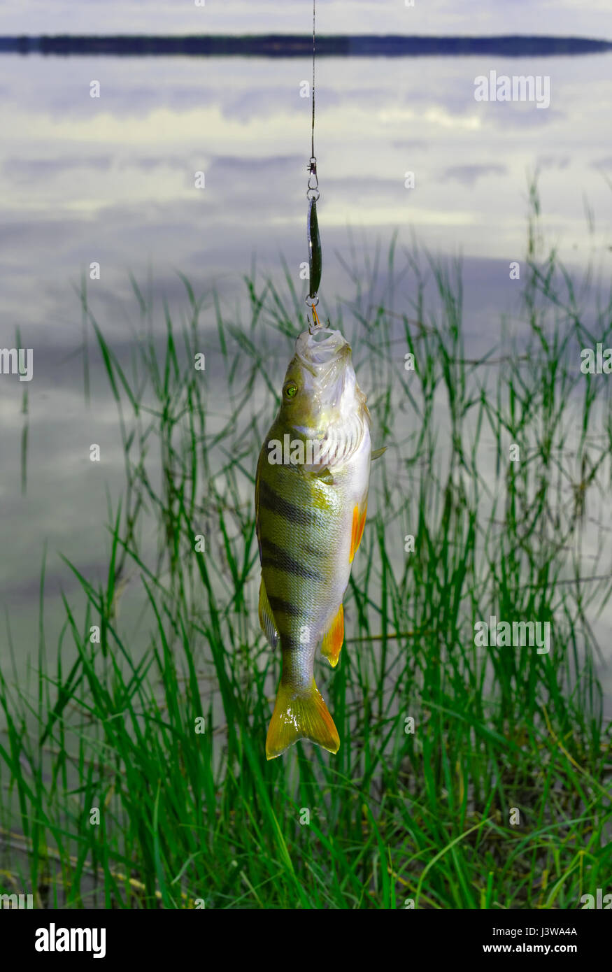 Freshly caught freshwater perch hanging on a leash above the surface of ...