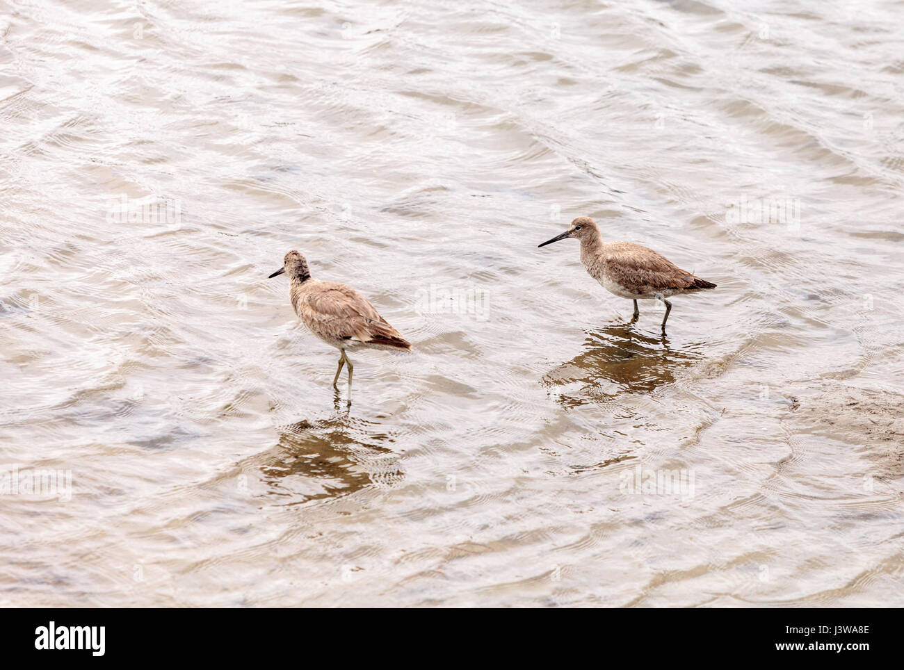 Marbled godwit shorebird, Limosa fedoa, hunts for food at the Bolsa ...