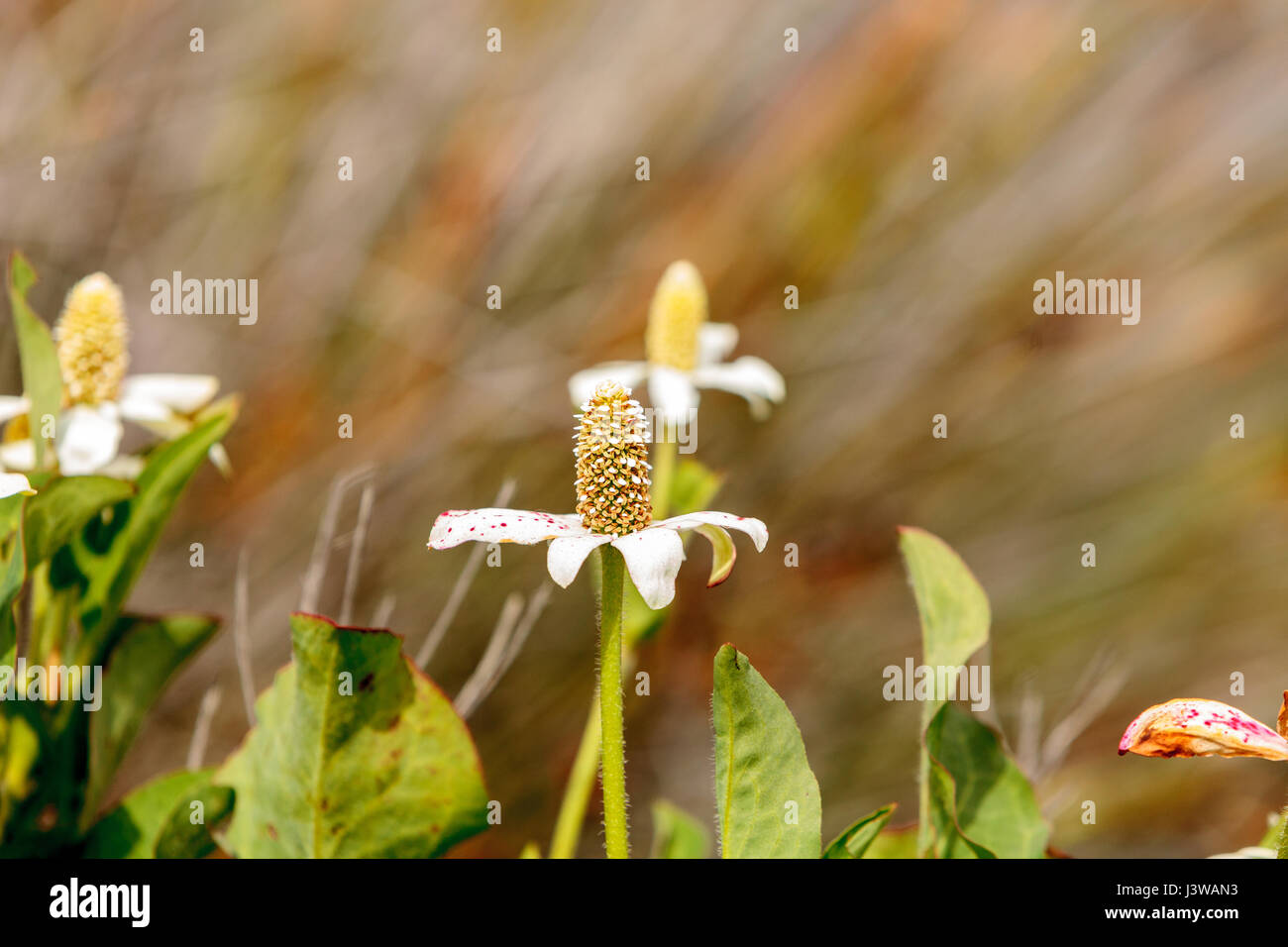 White flower on Yerba mansa plant, Anemopsis californica, blooms in ...