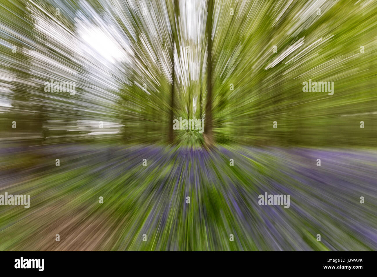 Burst zoom of Abstract forest background in green and purple tones ...