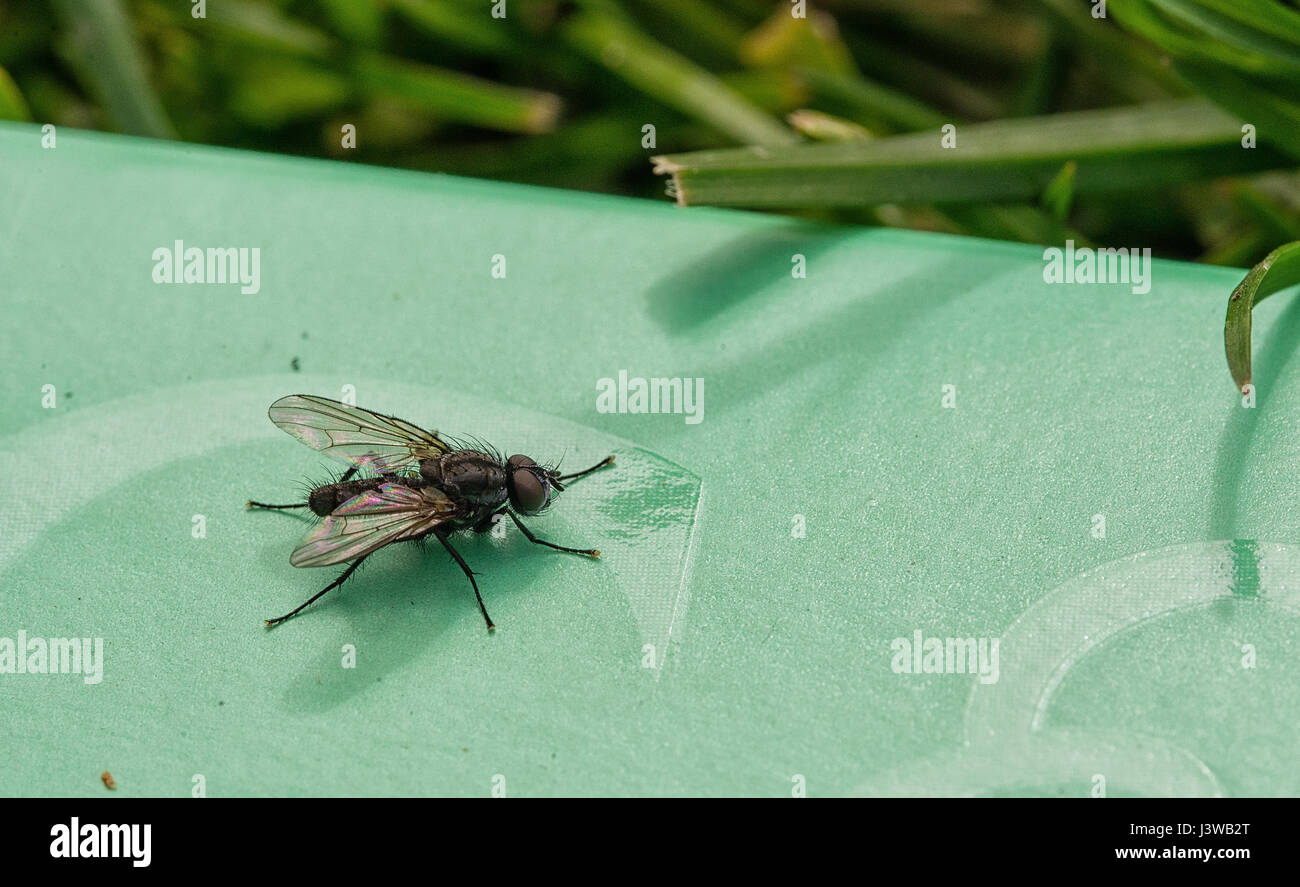 Proboscis zoology hi-res stock photography and images - Alamy