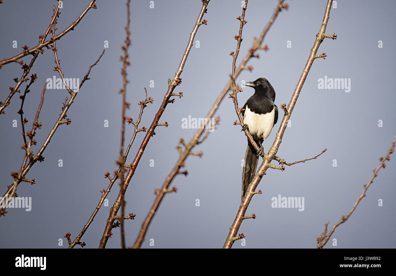 magpie sitting in the twilight on an autumn tree Stock Photo - Alamy